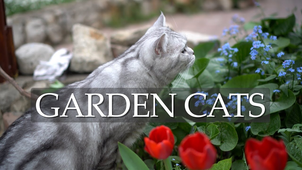 Garden Cats Explore the Outdoors • Adorable Kittens Explore Flowers ...