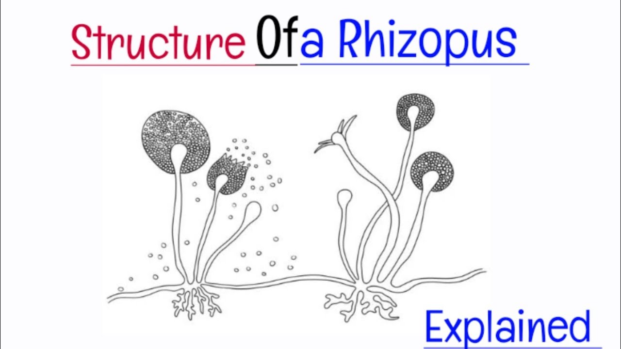 Rhizopus | Microorganisms | Biology - YouTube