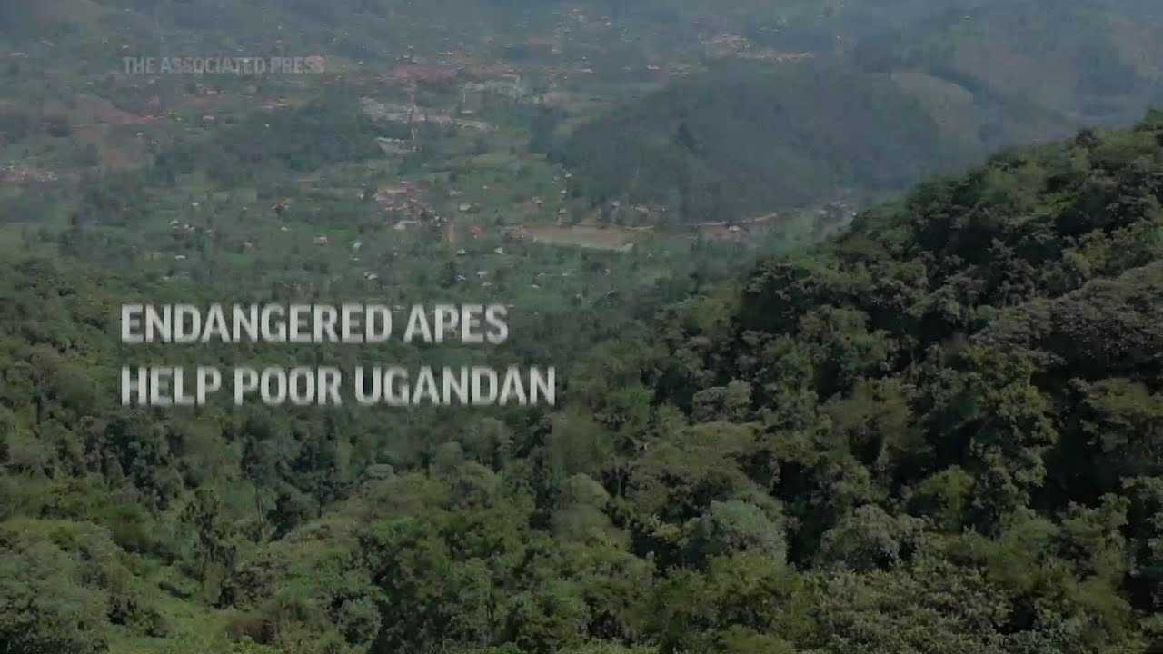 Endangered apes help poor Ugandan community thrive - YouTube