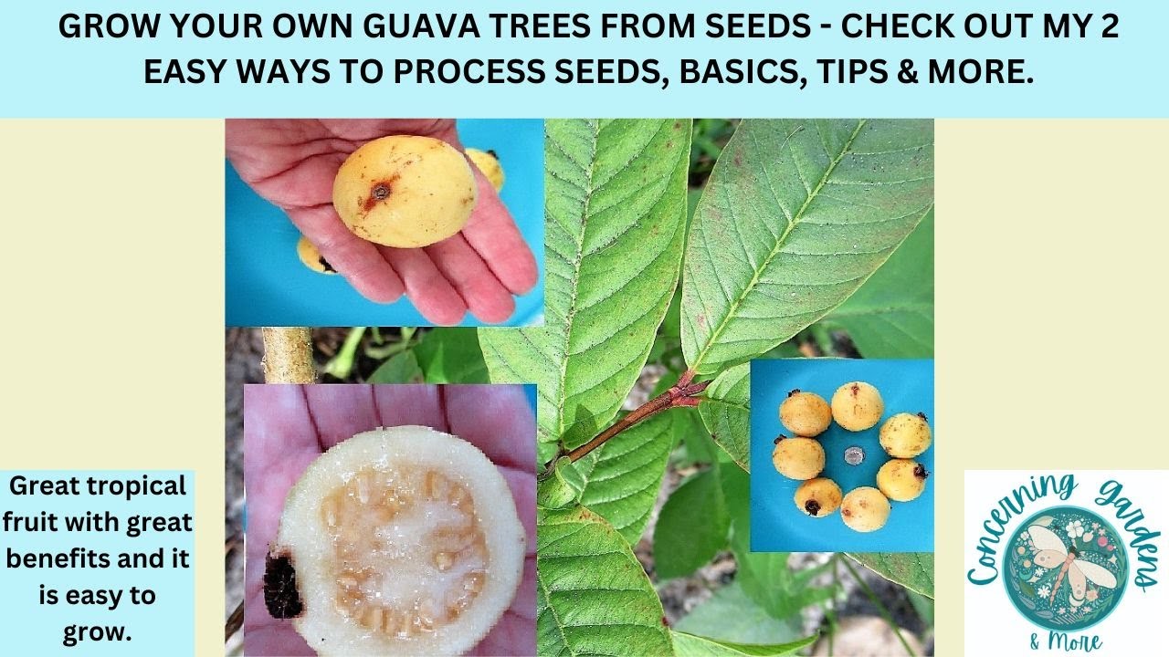 TWO EASY WAYS TO START SEEDS ON MEXICAN GUAVA (OR ANY GUAVA) - WITH ...