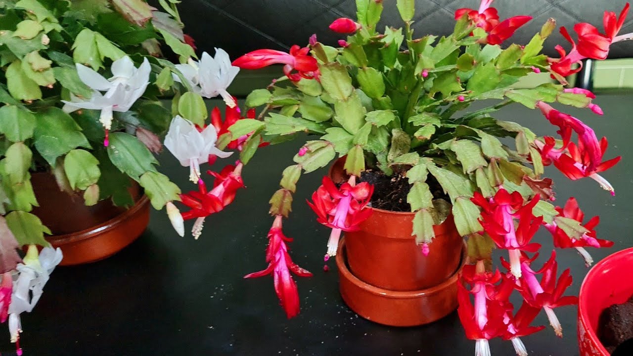 Îngrășăminte pentru flori de cameră. Cum sa ai florile inflorite toată ...