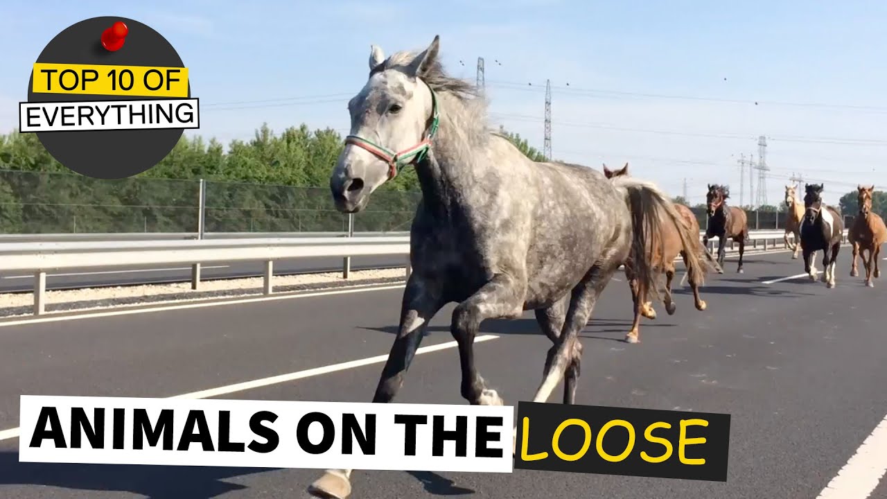 TOP 10 ANIMALS ON THE LOOSE VIDEOS - YouTube