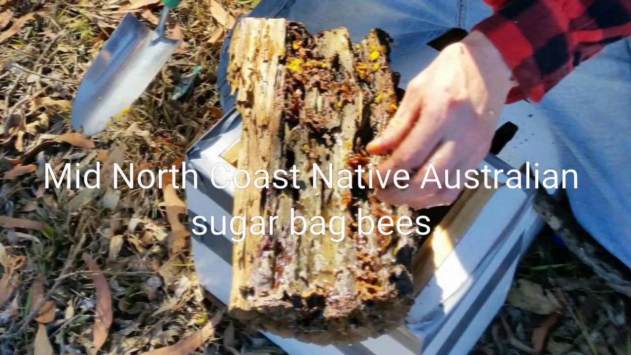 Mid North Coast native australian sugar bag bees - YouTube