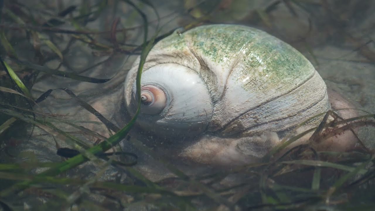 Shell yeah! Discover Seattle’s hand-sized marine snail - YouTube