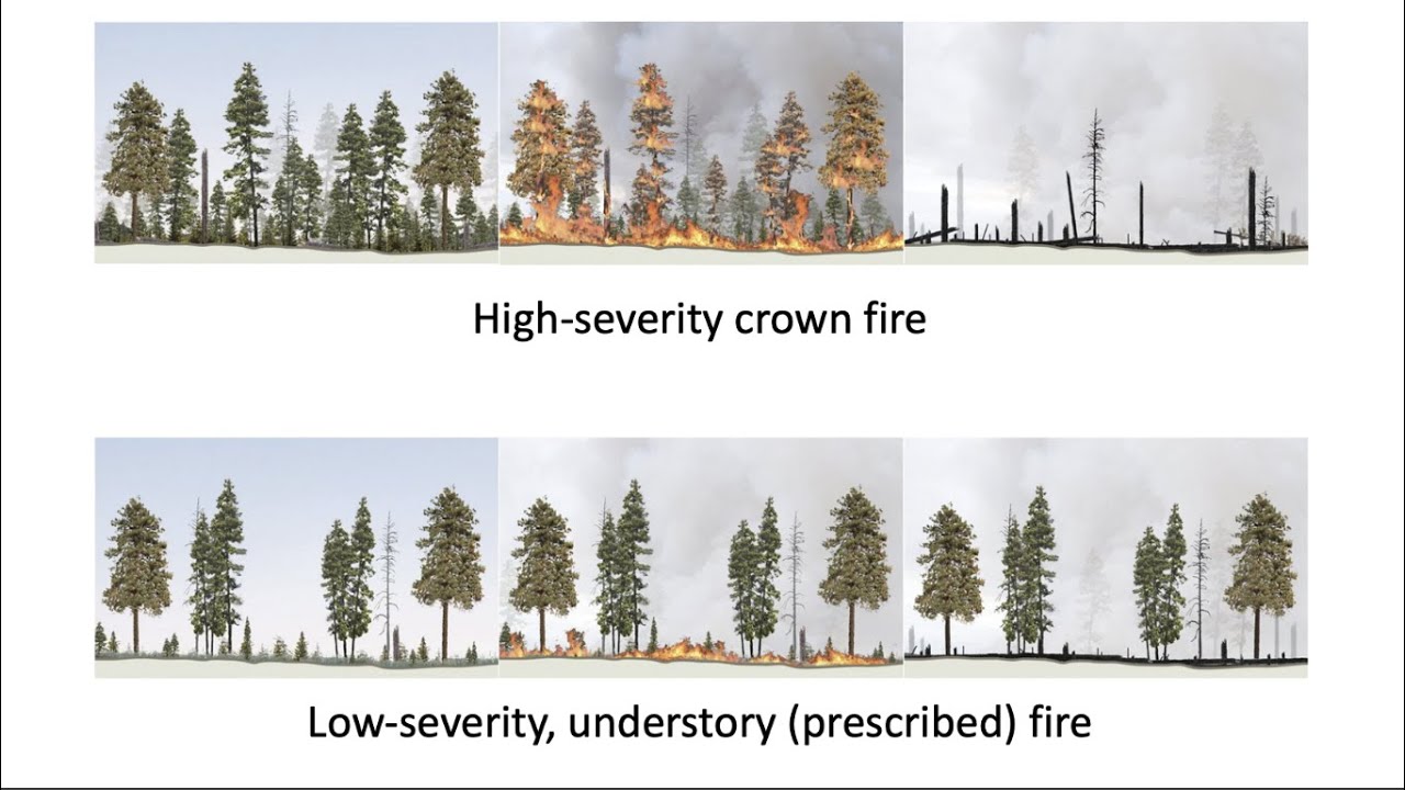 Fire ecology stories: 02_disturbance severities - YouTube
