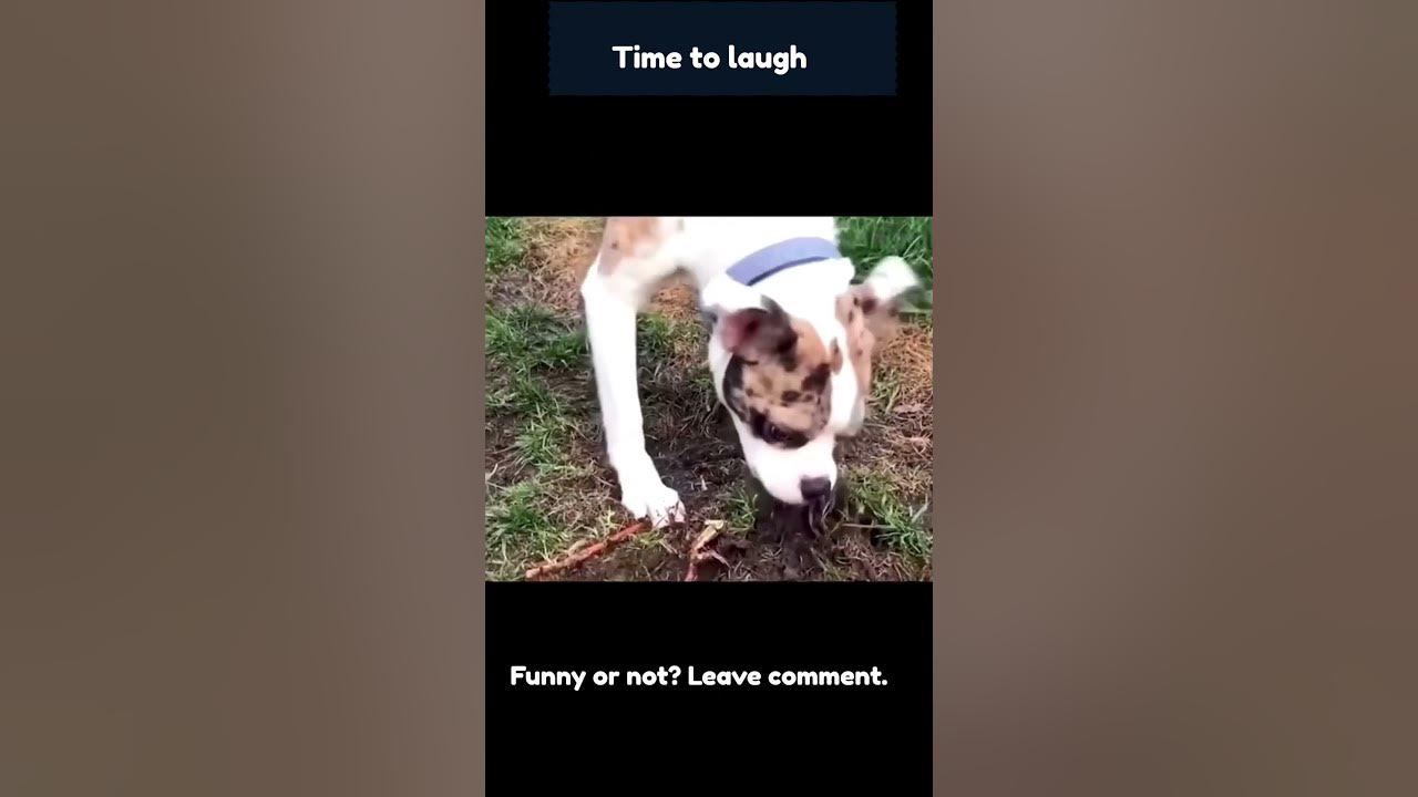 Funny or not 7 - YouTube