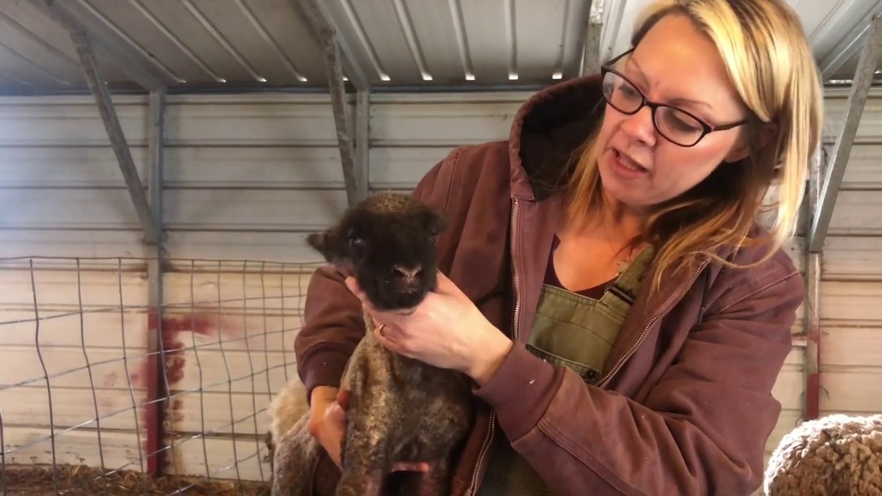 Treating Entropion in Lambs - YouTube