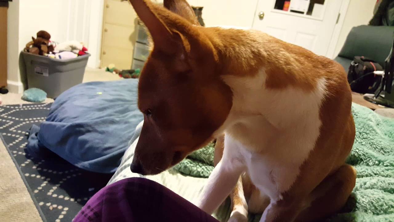 Sleepy puppy trying to stay awake for 2 minutes - YouTube