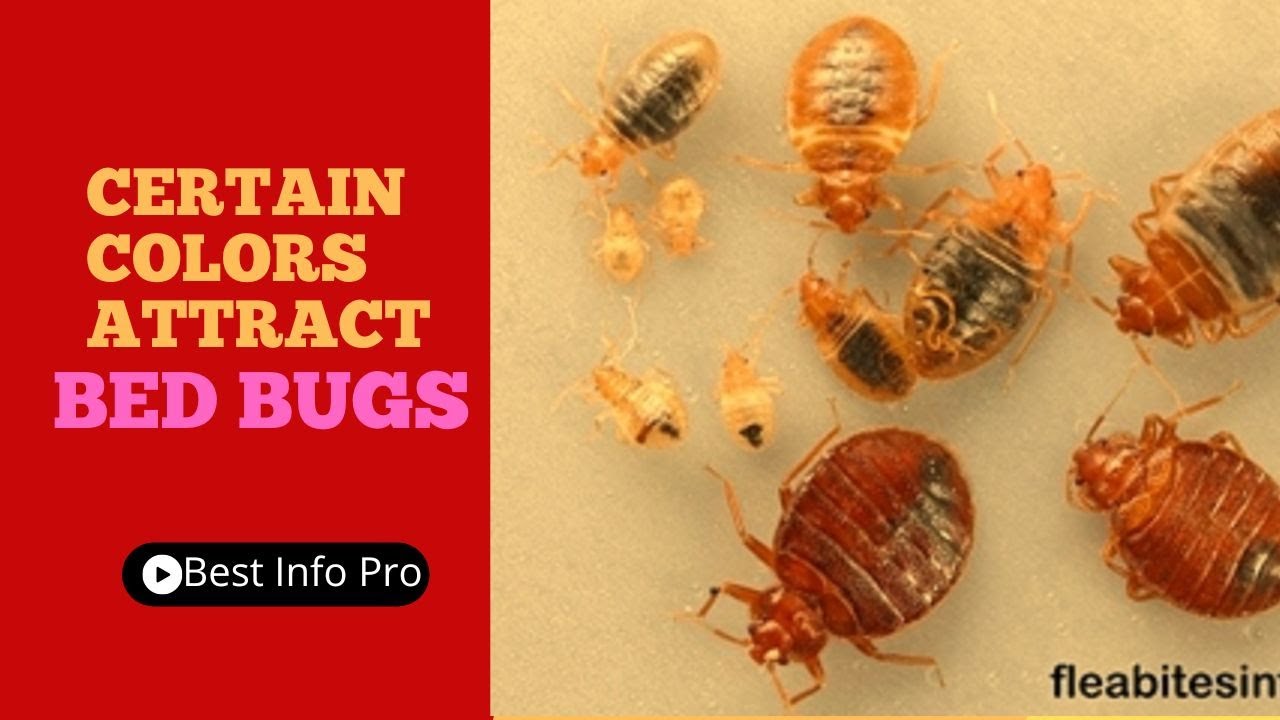 Certain Colors Attract and Repel Bedbugs - Scientists Discover! - YouTube