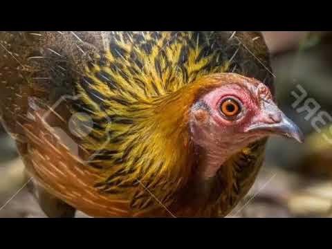 Best tiếng gà mái rừng mới nhất 1000% suab poj qaib seev zoo heev li dib tuaj🥰🥰 - YouTube