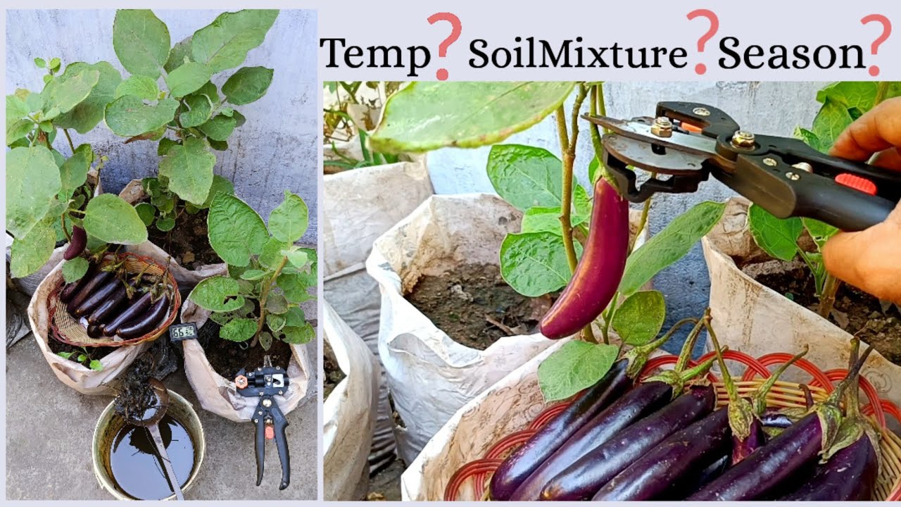 no need Garden | How to grow an EGG Plant perfectly | Guide - YouTube