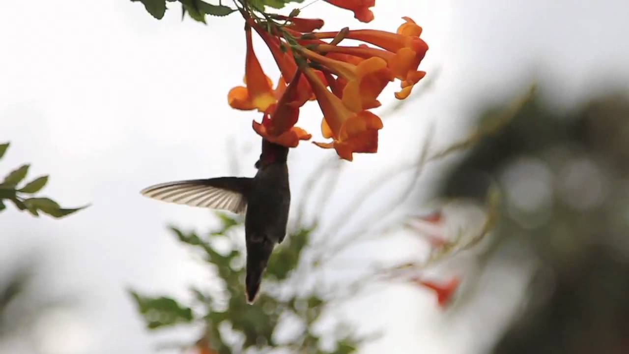 Hummingbird on Thanksgiving - YouTube