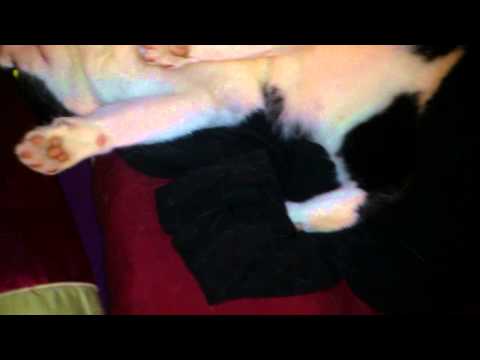 Mi Miaurizio jugando con mi Benito.