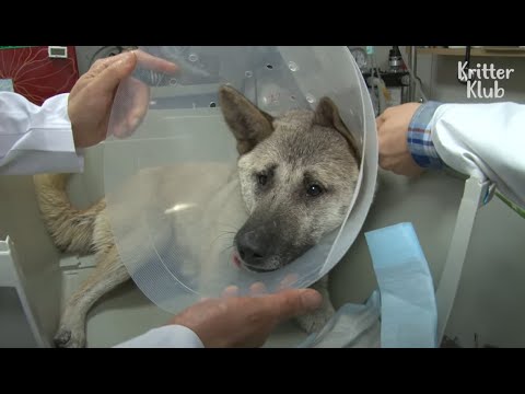 İnsanların Sıcaklığını Asla Hissetmeyen Av Köpekleri Sevmeyi Öğreniyor (3. Bölüm) | Kritter Klub