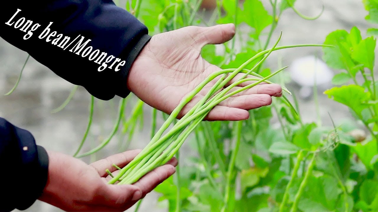 GROWING Radish Rat Tail Eat long Moongre Bean chhat par moongre lgy ...