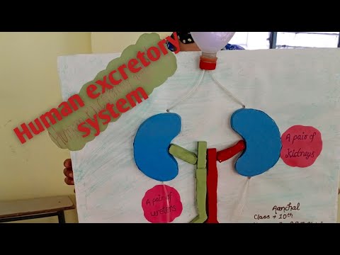 Activity of science:#Human excretory system. - YouTube