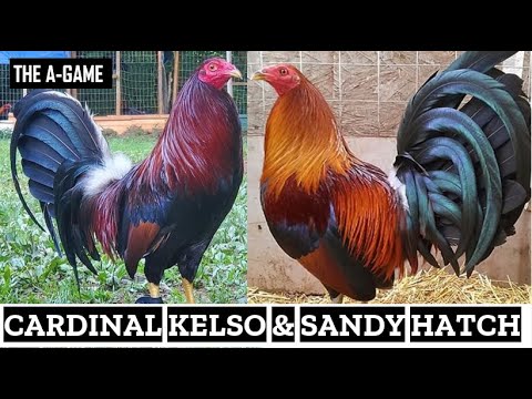 AMERICAN GAMES: CARDINAL CLUB KELSO AND HATCH - YouTube