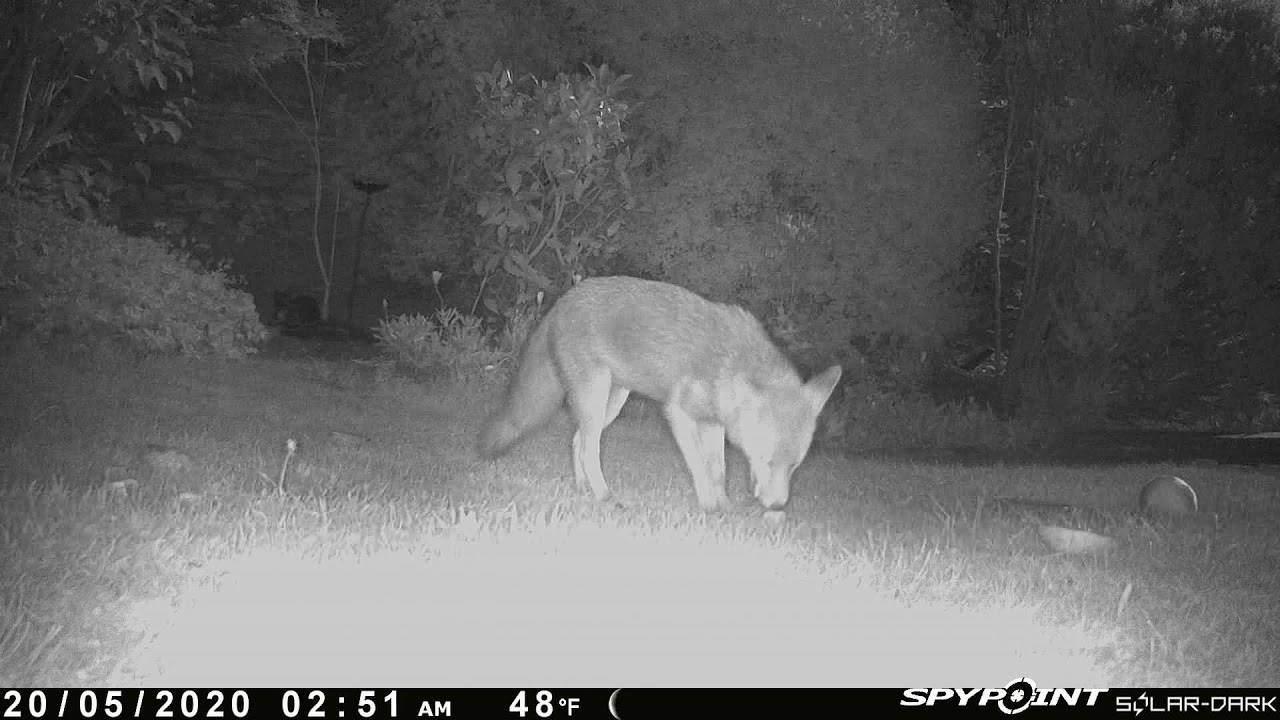 Fox clearing up 20 May - YouTube