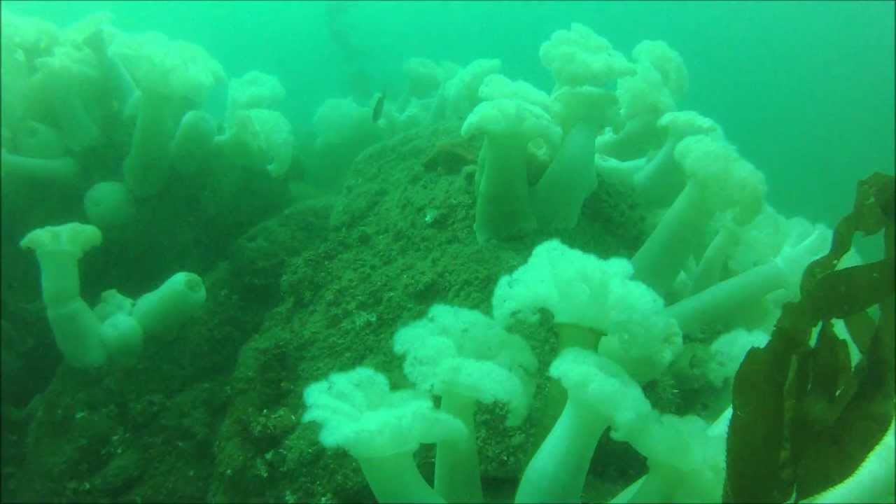 Breakwater SCUBA Dive Monterey - YouTube