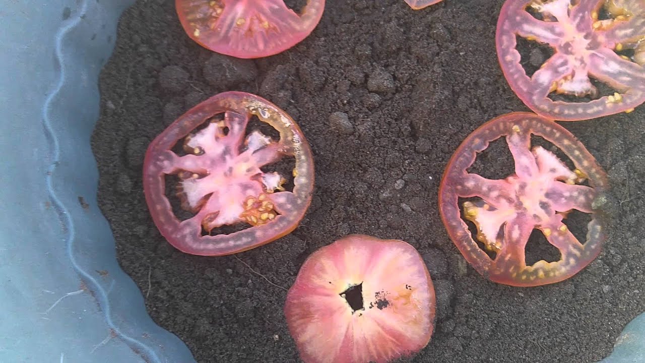 Planting tomatoe slices - YouTube