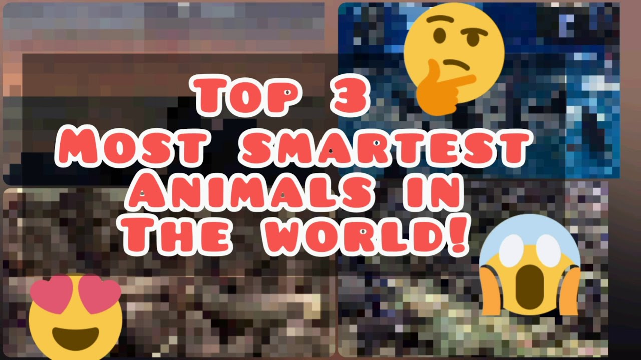 WHAT IS THE TOP 3 MOST INTELLIGENT /SMARTEST ANIMALS IN THE WORLD? why ...