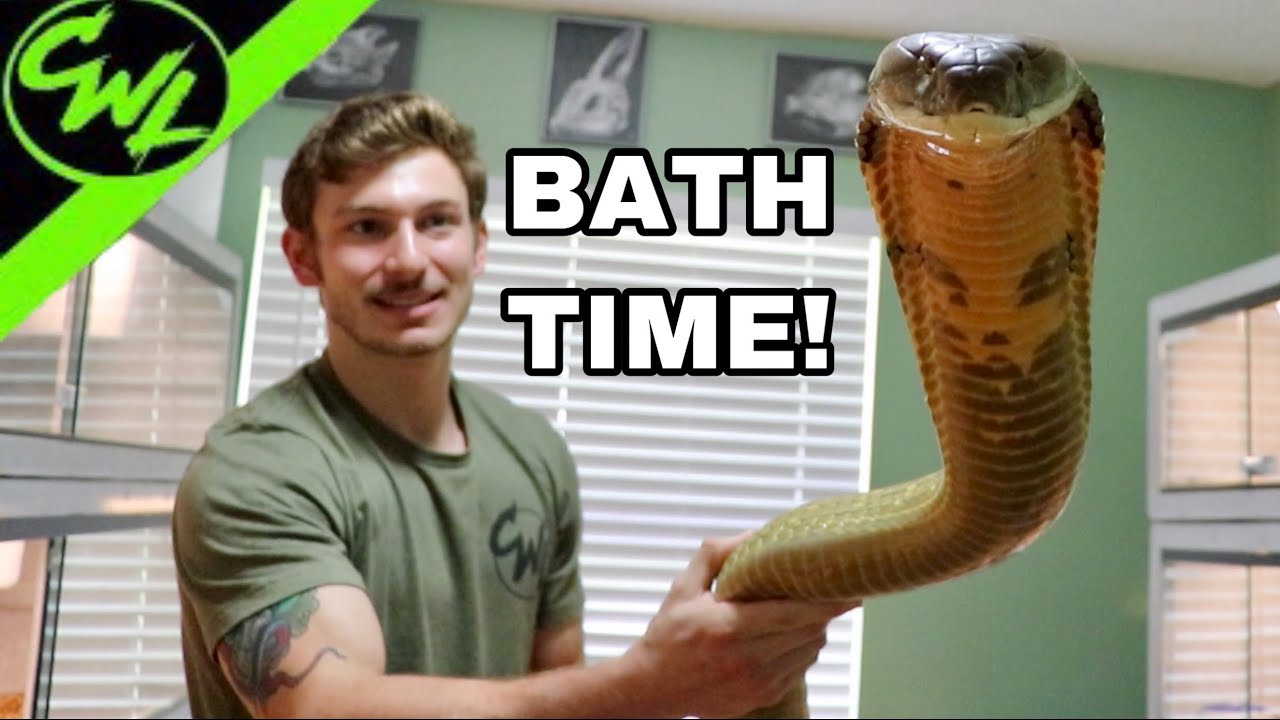 BATHING KING COBRA & RATTLESNAKE!!! - YouTube