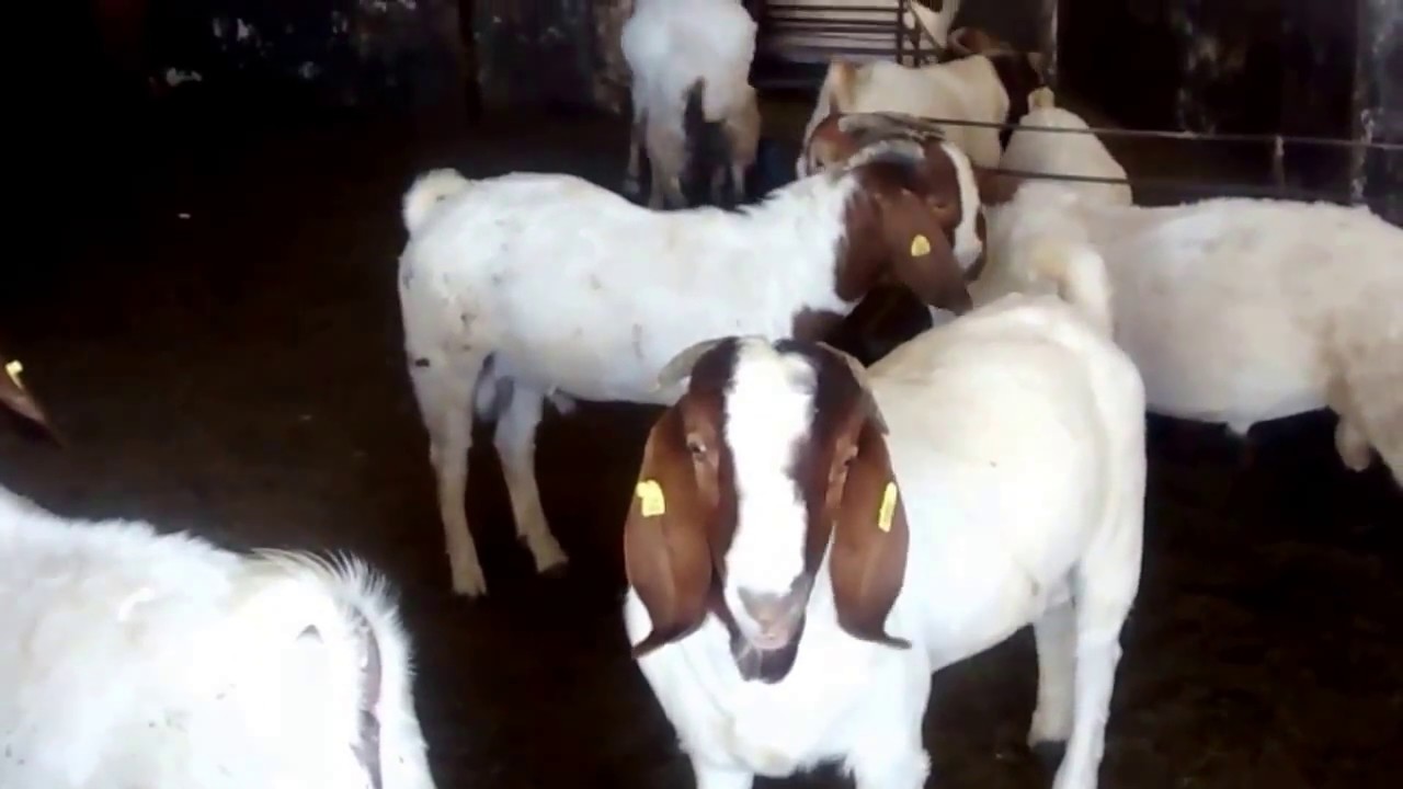 Chivos boer de registro en Puebla(3) - YouTube