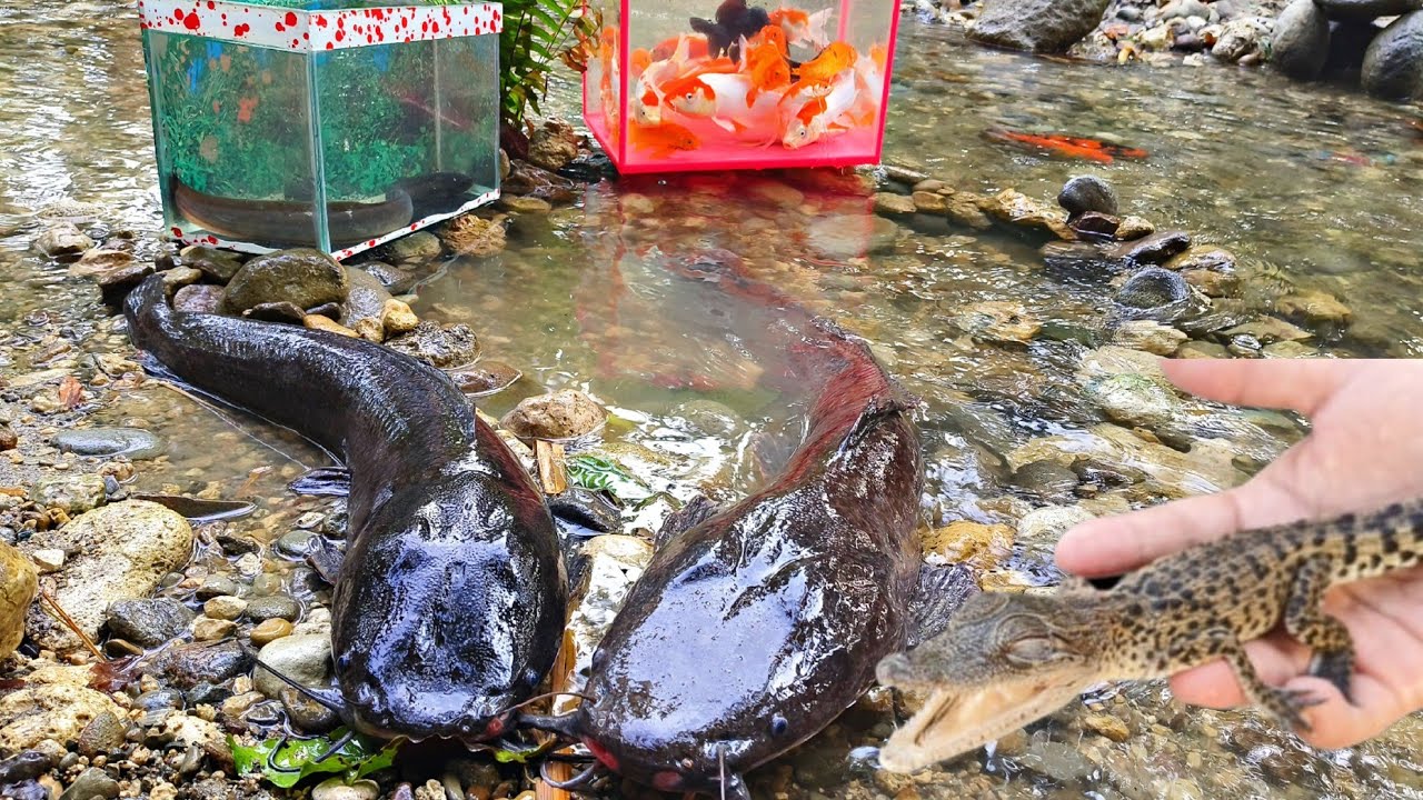 catch jumbo catfish in the hole, channa fish, ornamental fish, koi fish ...