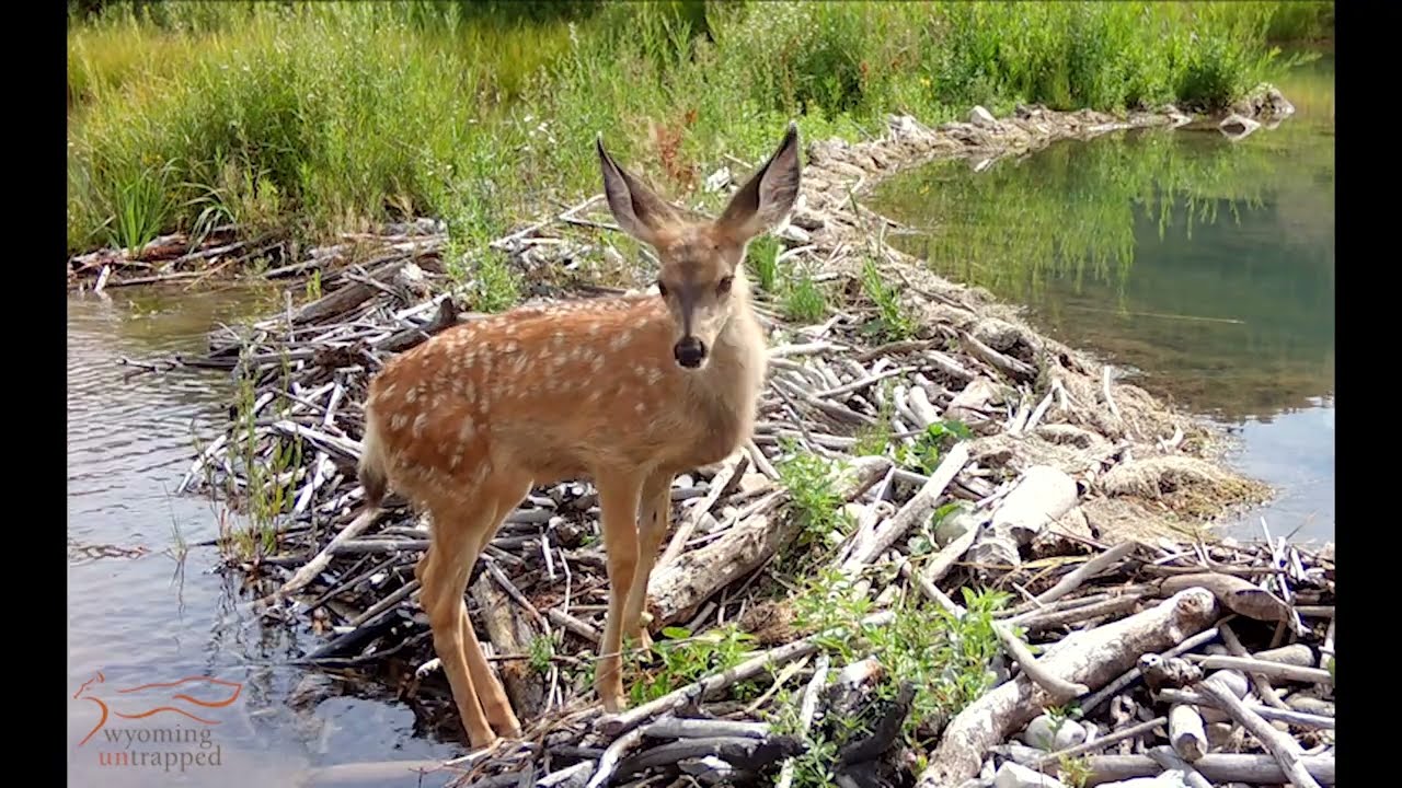 Dam Cam: Fawns Uses Beaver Dam Complex - YouTube