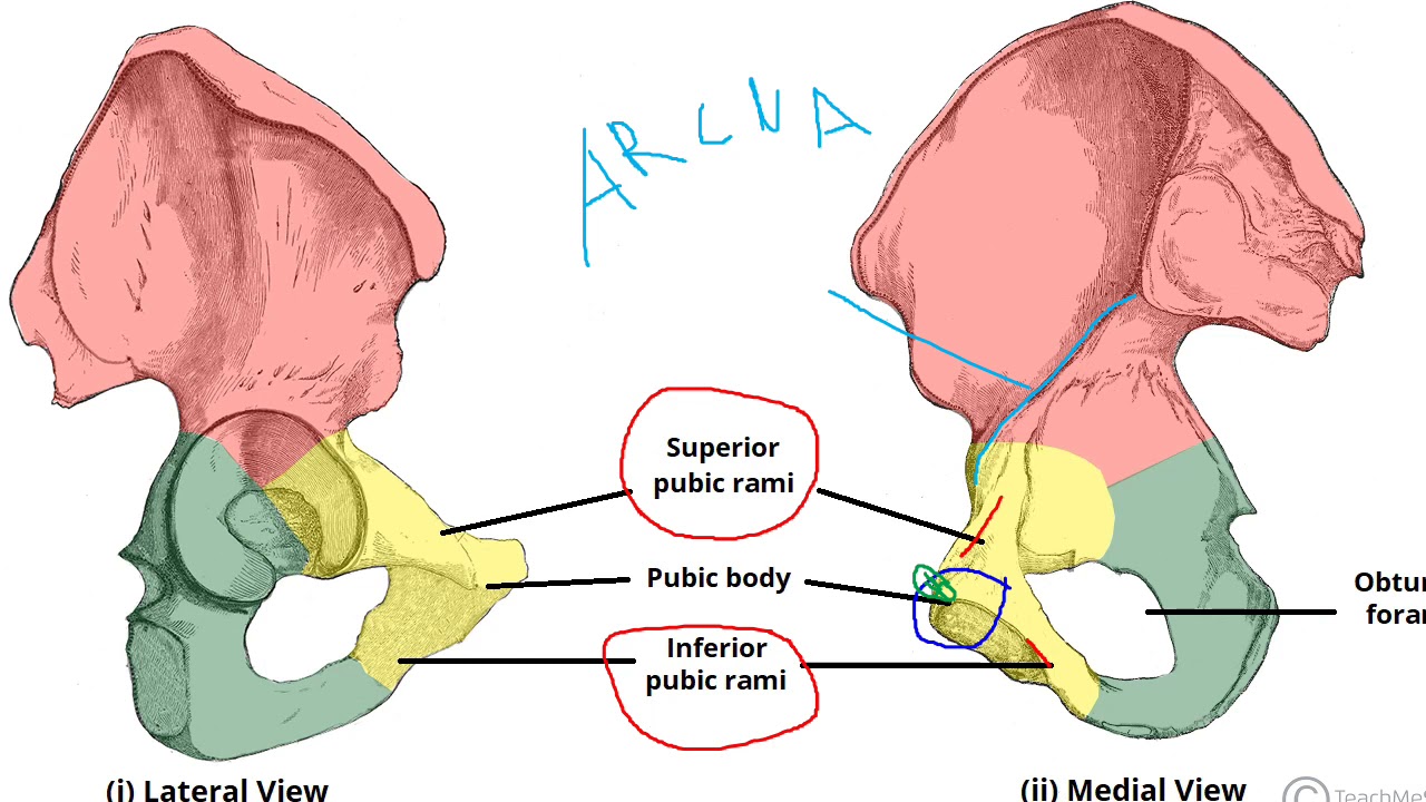 Hip Bone and femur - YouTube
