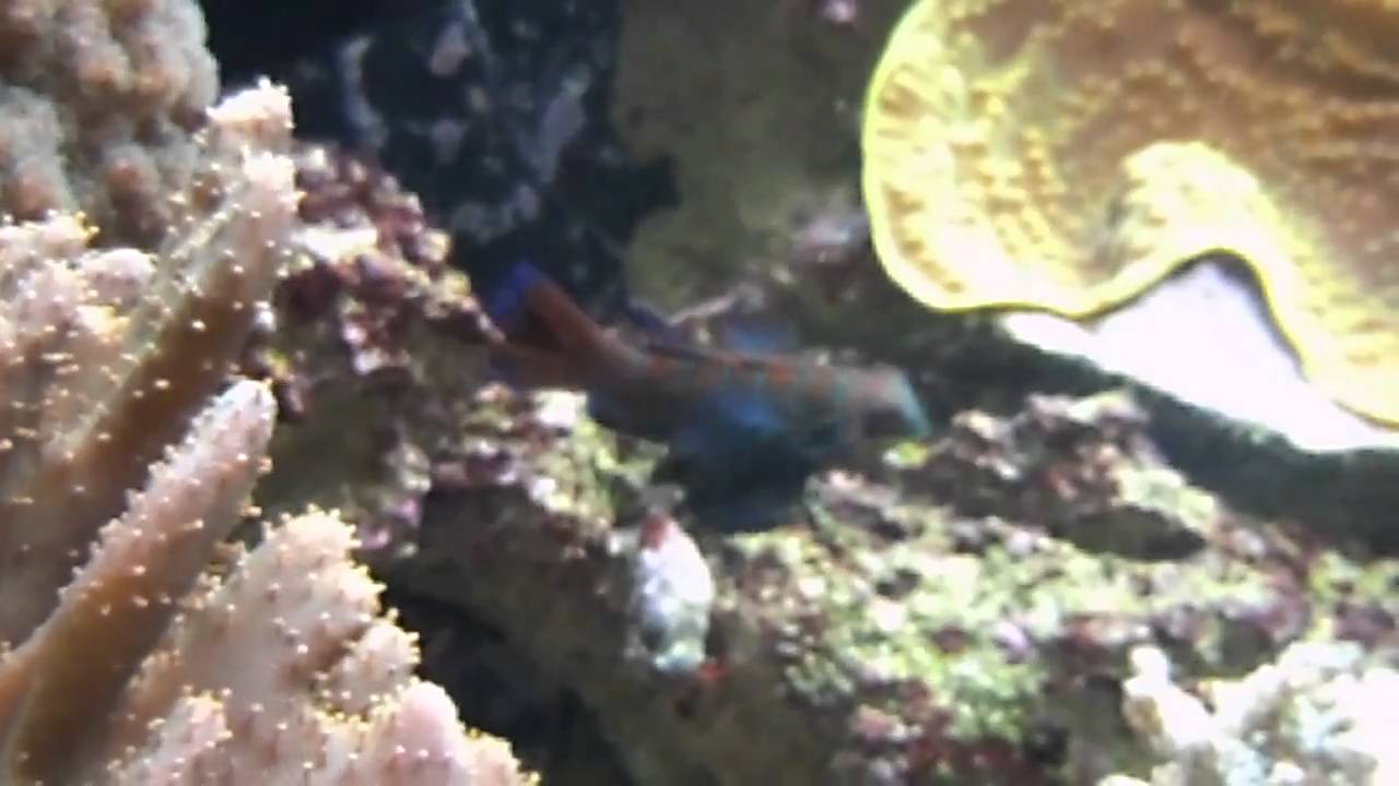 Encore mon mandarin... - YouTube