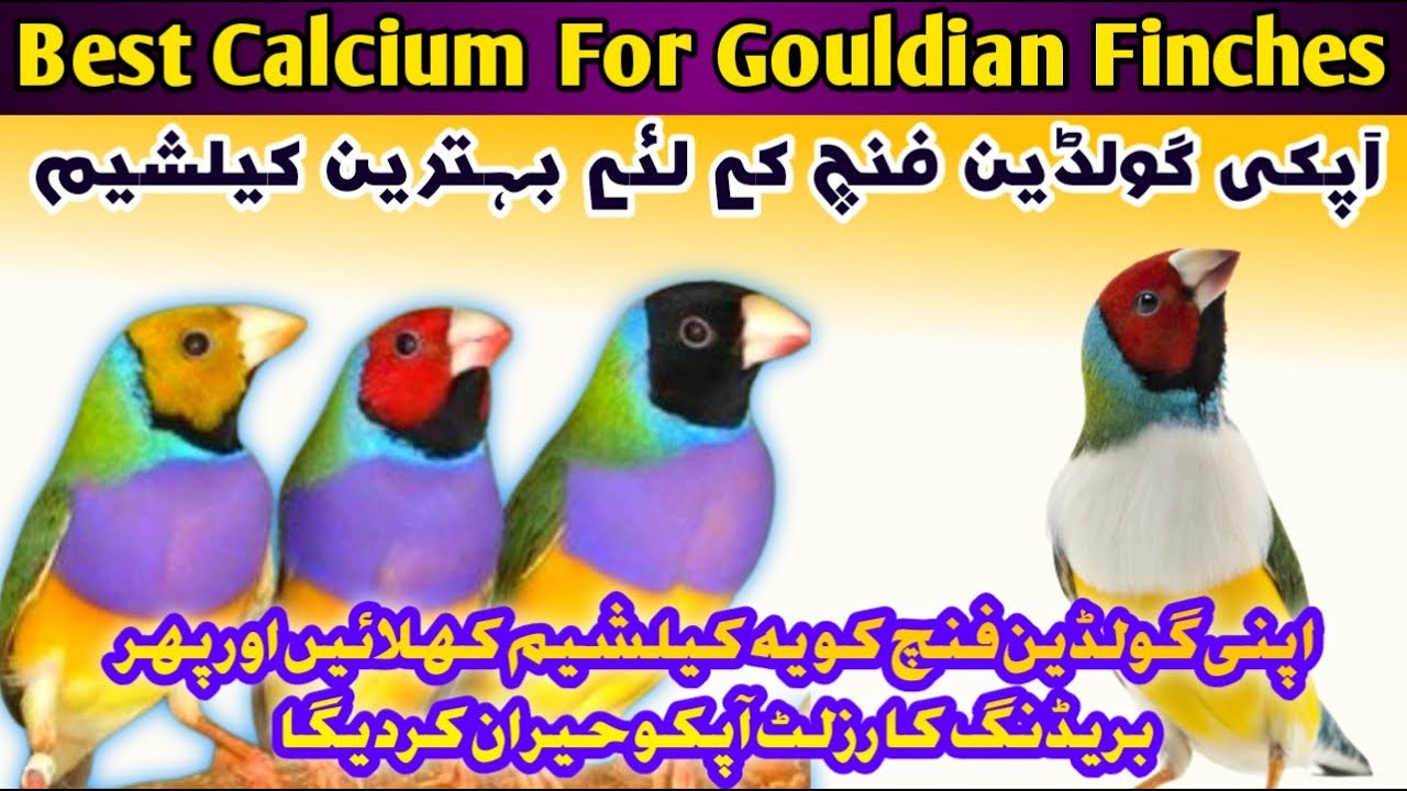 Best Calcium For Gouldin Finches | Best calcium Diet for Gouldian finch ...