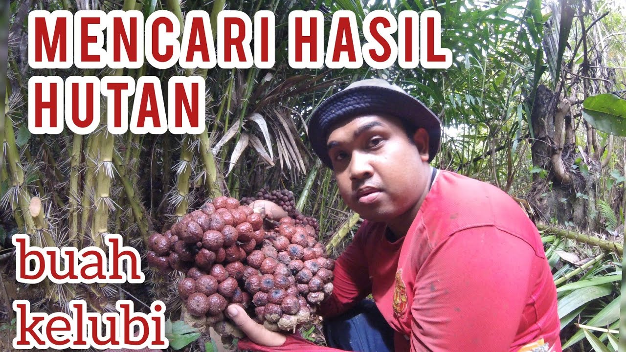 Buah Kelubi