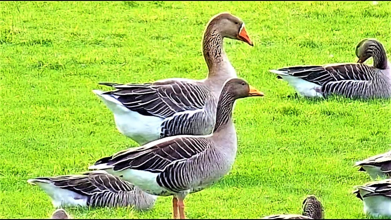 Bijzondere Gans 2023 01 31 - YouTube