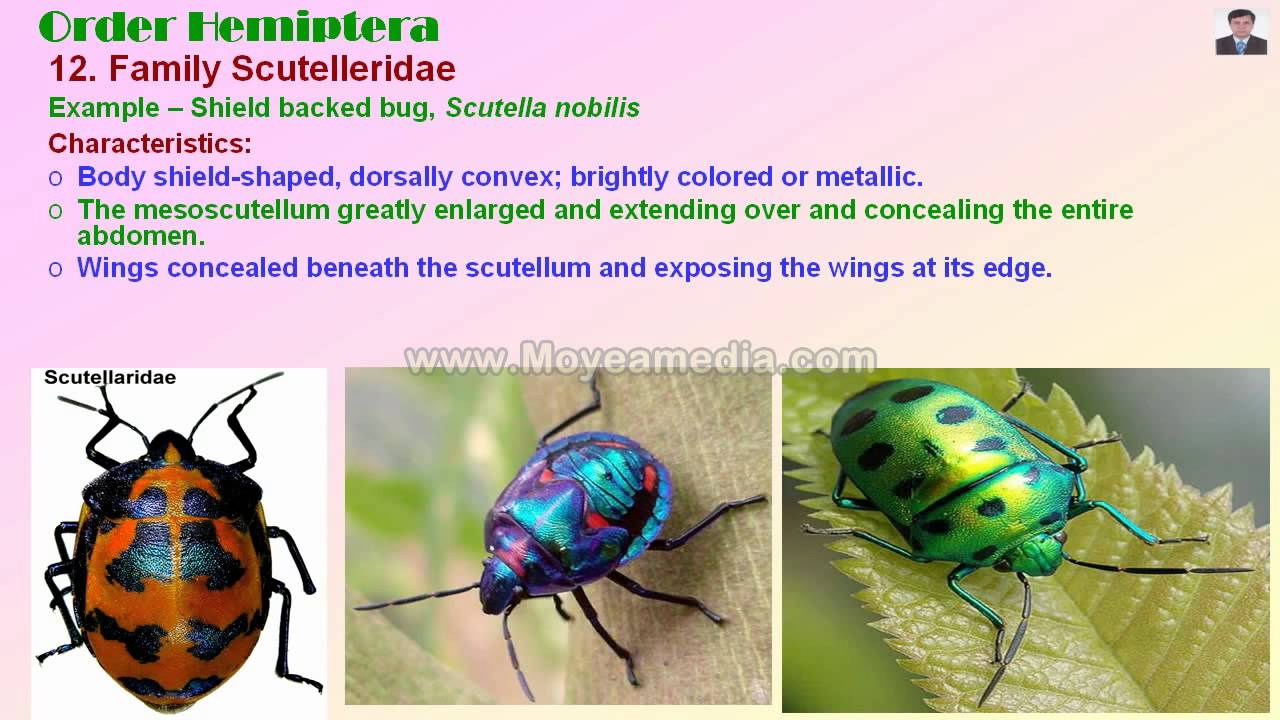 SAU Education | Apterygote and Exopterygote Insect Family ...