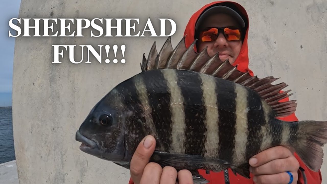 OBX Sheep on a Windy Day | Outerbanks Sheepshead Fishing | NC ...