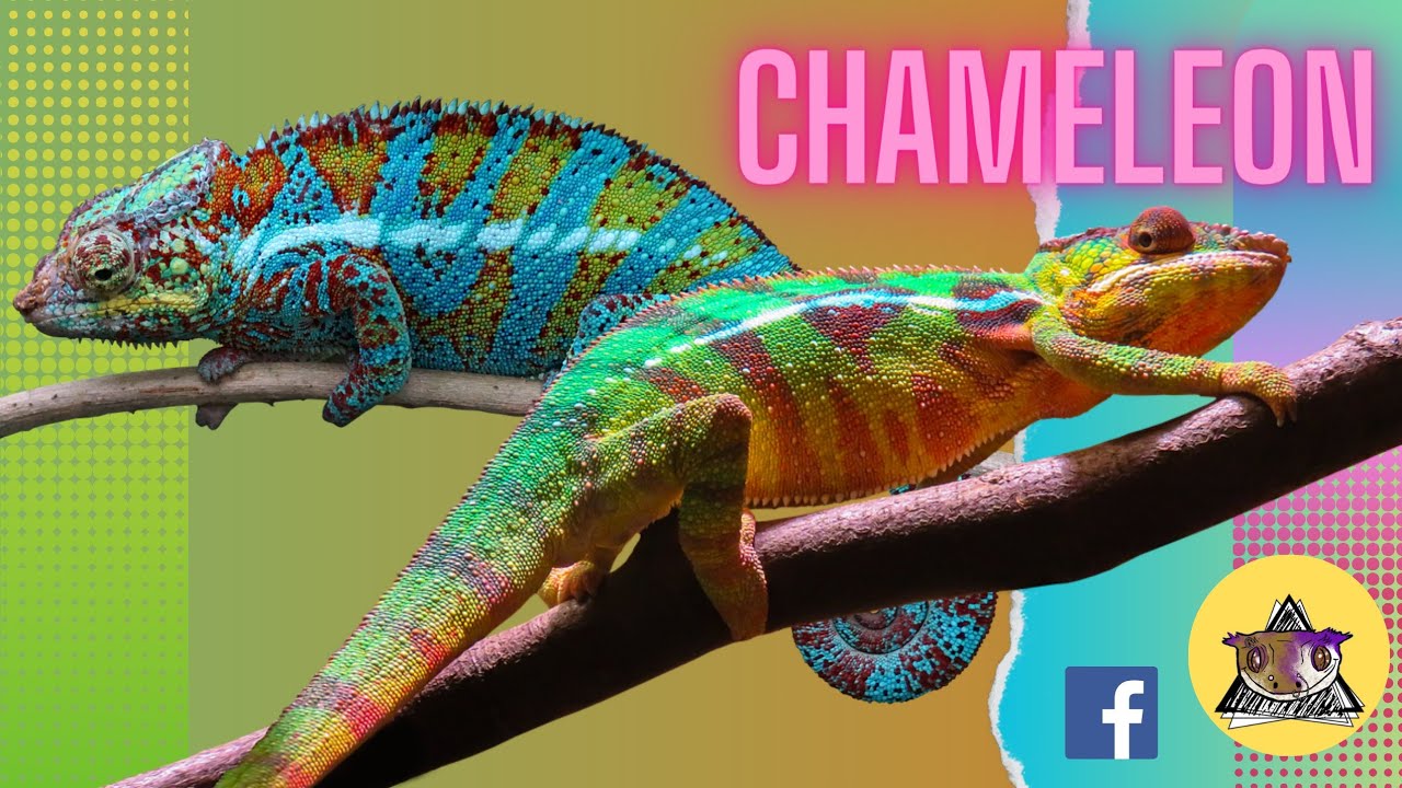 Walk Like An Chameleon - YouTube