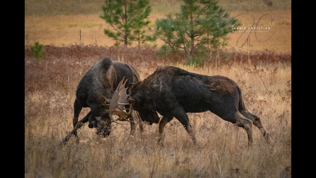 Bull moose duel at Turnbull National Wildlife Refuge - YouTube
