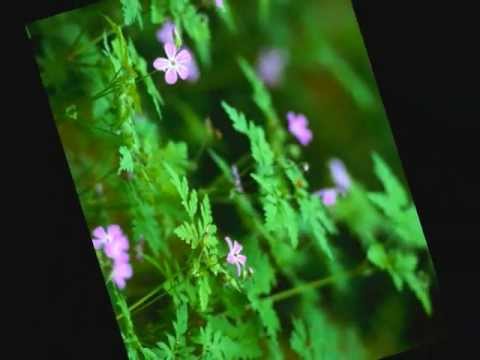 Kerime; Disko Senin Neyine / Oynayacaksan Çiftetelli yi dene.Türkü...Yöre:Sivas/Yavu Beldesi