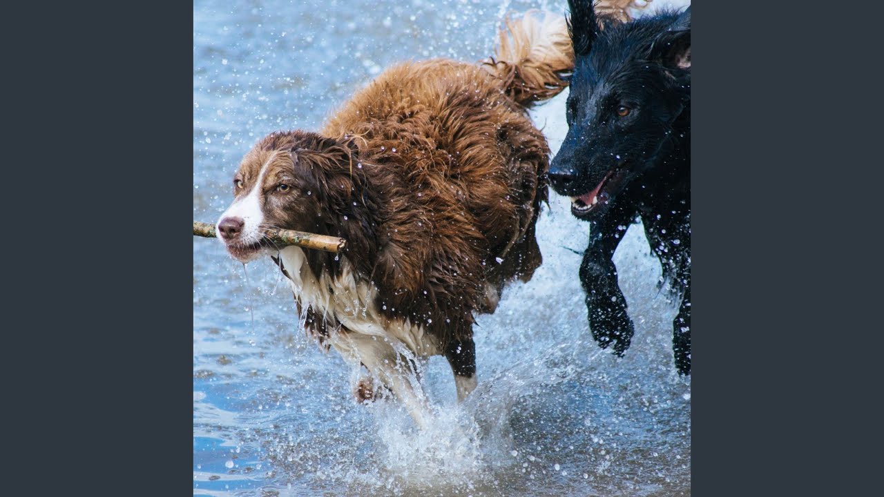 Number One Nature and Dogs - YouTube