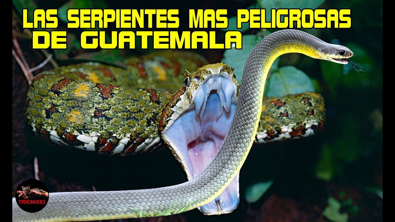 LAS SERPIENTES MAS PELIGROSAS DE GUATEMALA - YouTube