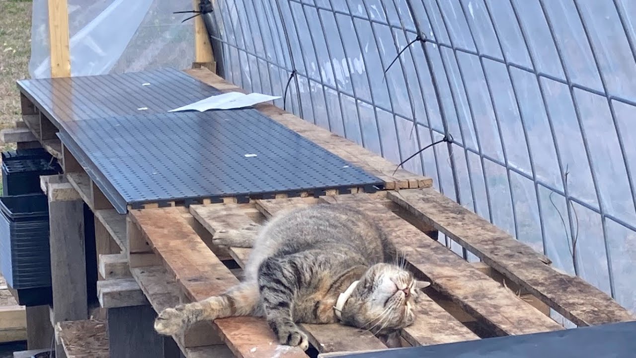 Our DIY low cost hog panel Greenhouse build! - YouTube