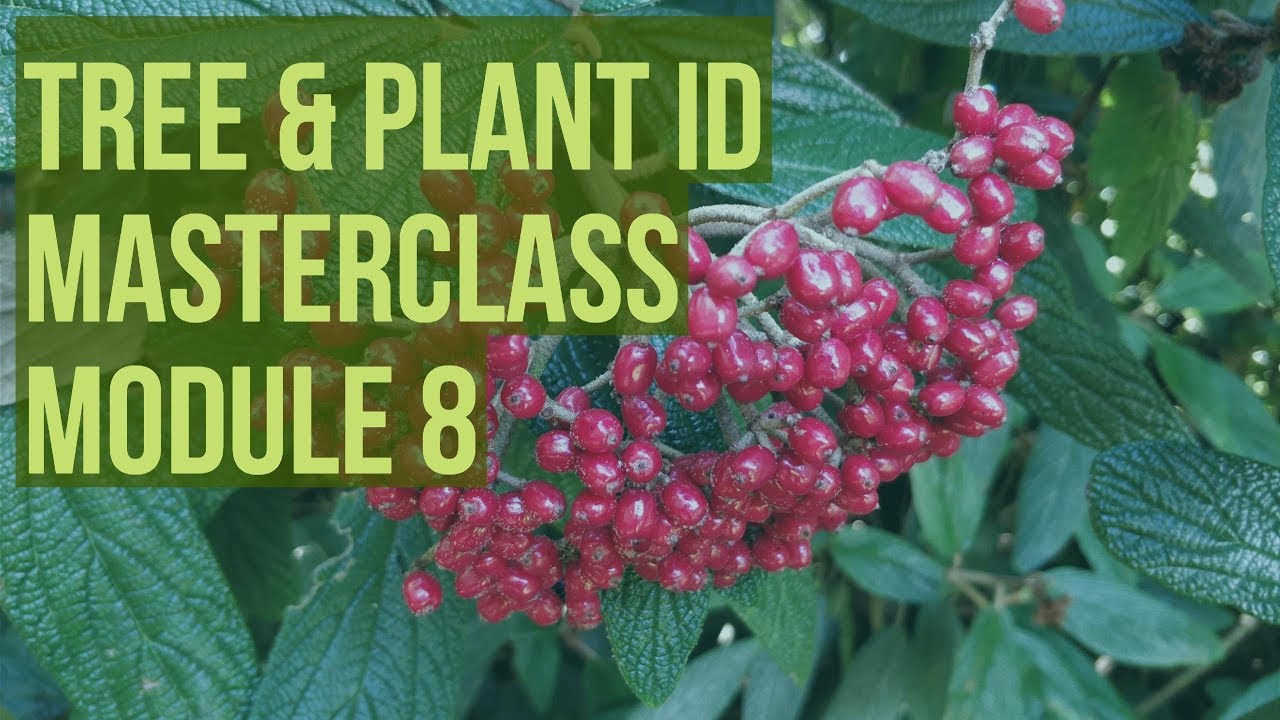 Bushcraft Tree & Plant ID Masterclass Module 8 - #TreePlantID - YouTube