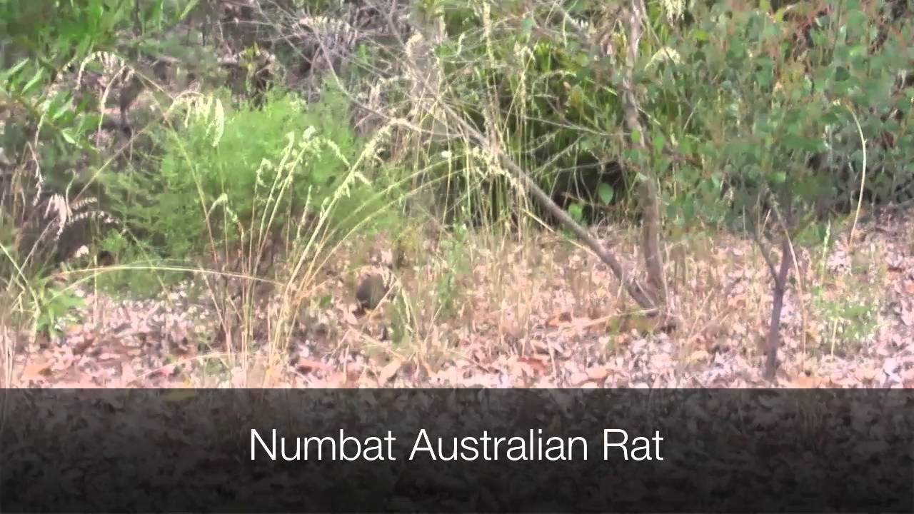 Numbat Australian Rat Perth - YouTube