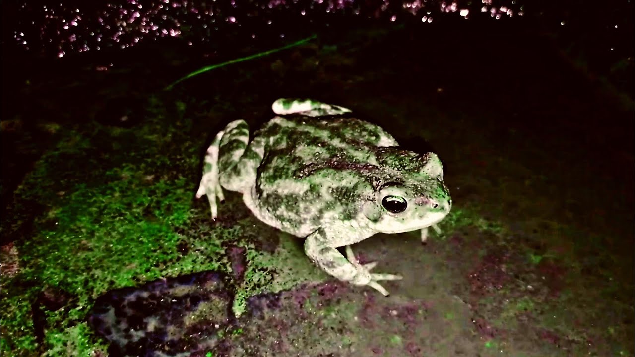 How does a frog hunt? | Rise Field Frog| Night Video - YouTube
