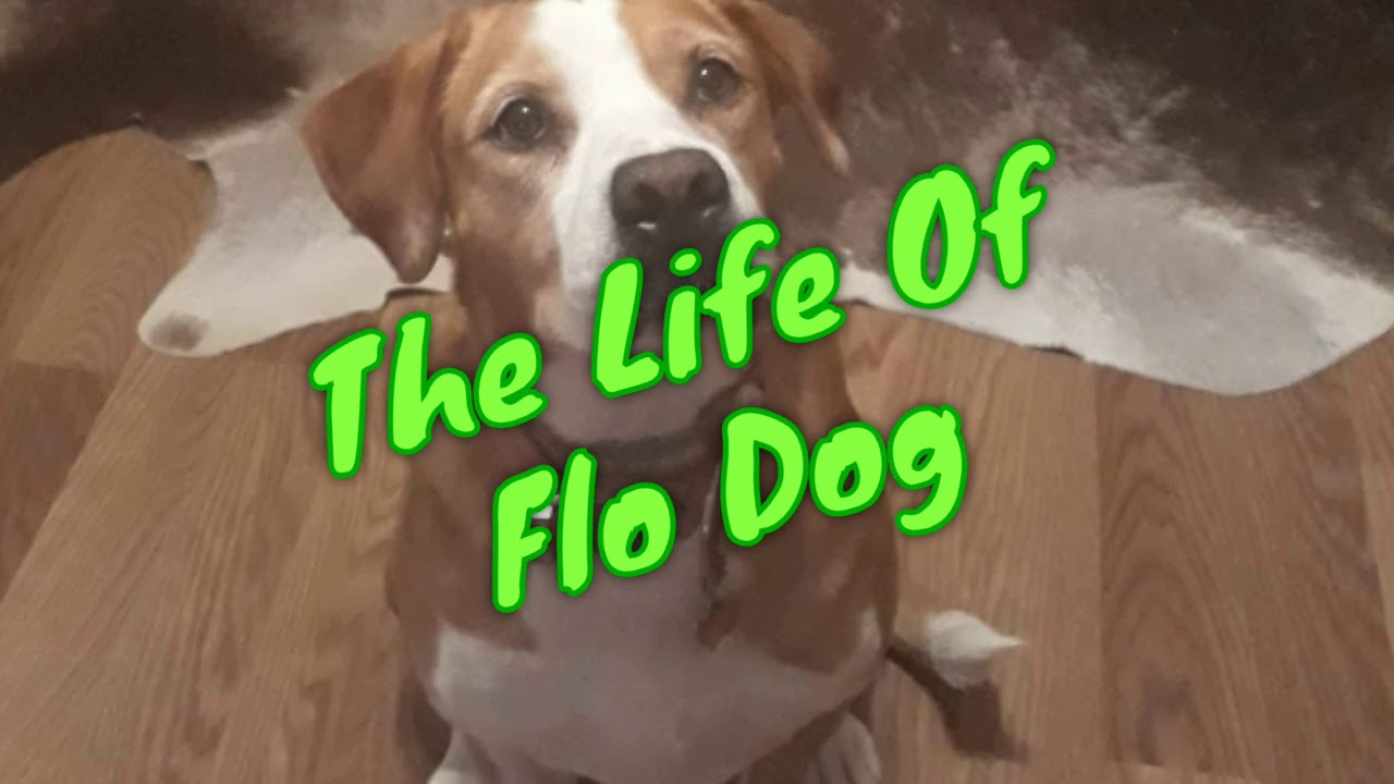 The Life Of Flo Dog My Baby All Mine. - YouTube