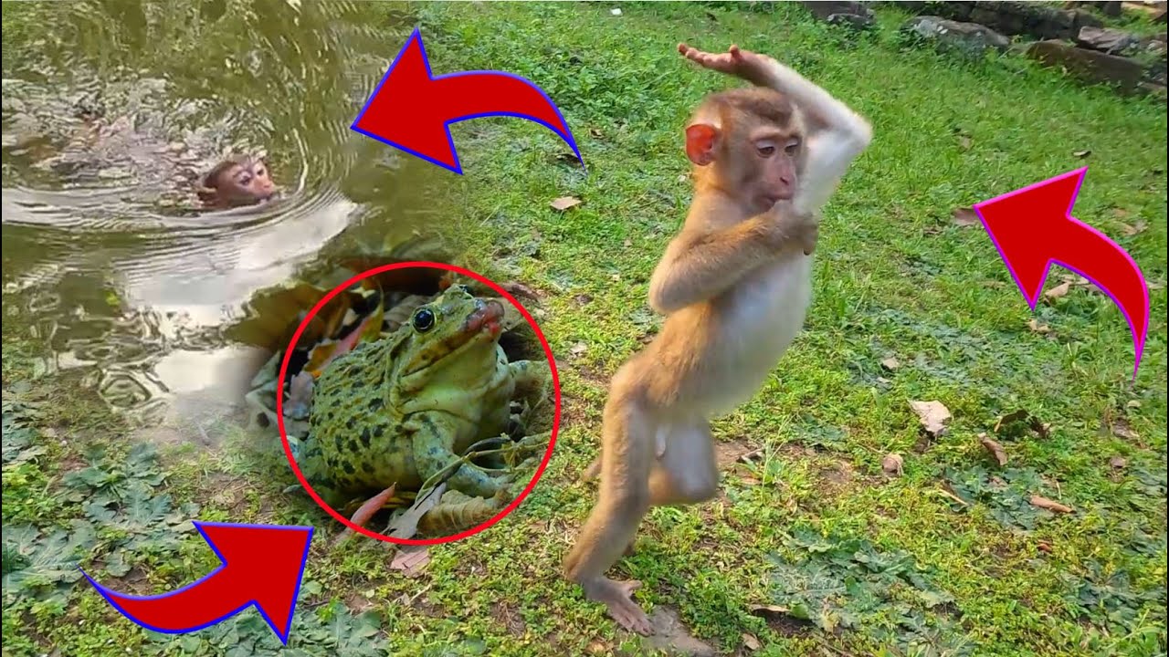 Why....... Monkey .......What Happened?.For...Frog ! ...... Happy - YouTube