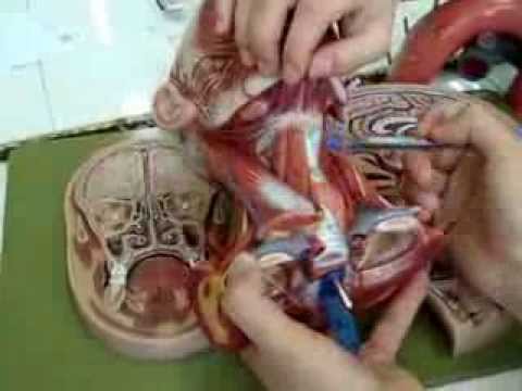 Boyun bölgesi sinir damar Anatomi maket Video ders konu anlatımı