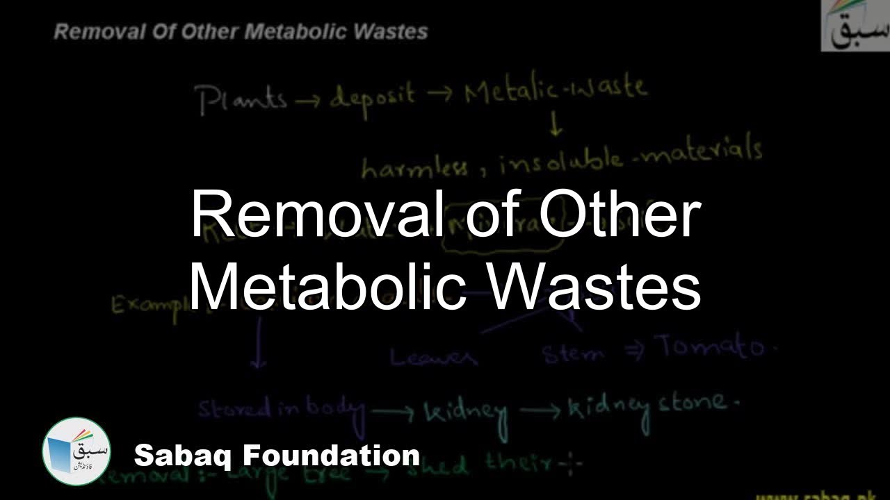 Removal Of Other Metabolic Wastes Biology Lecture Sabaq pk YouTube removal-of-other-metabolic-wastes-biology-lecture-sabaq-pk-youtube