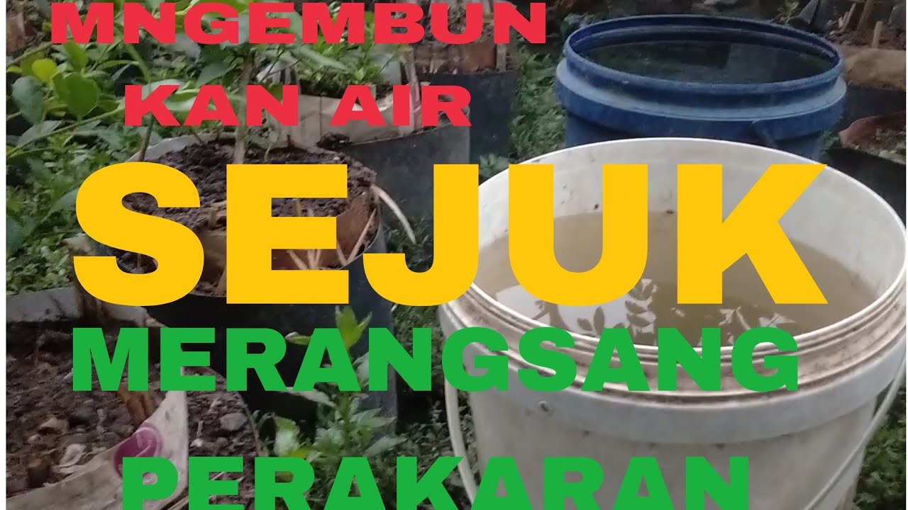 MNGEMBUNKAN AIR, PROSES MERANGSANG PEMBENTUKAN PERAKARAN BARU. - YouTube